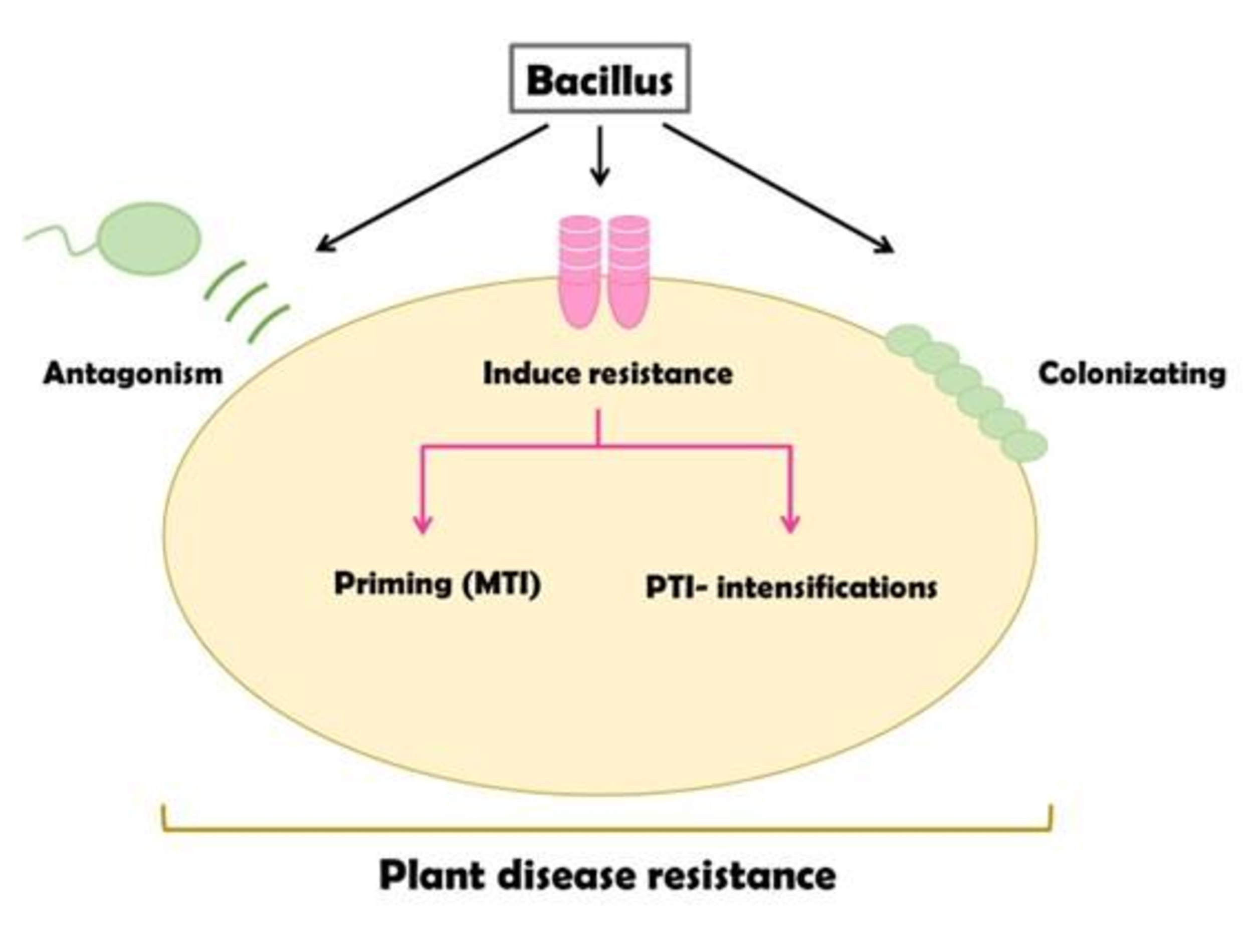 Bacillus spp. Control Plant Diseases Through Multiple Mechanisms | Asia Pacific Biofertilizer ...